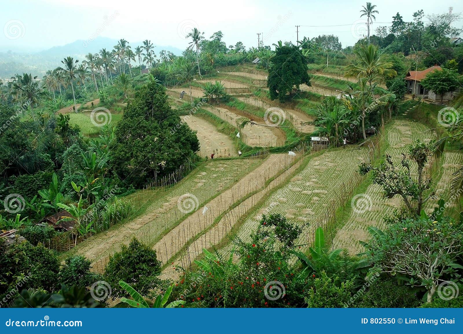 Paddy farm stock photo. Image of agriculture, farm, bali - 802550