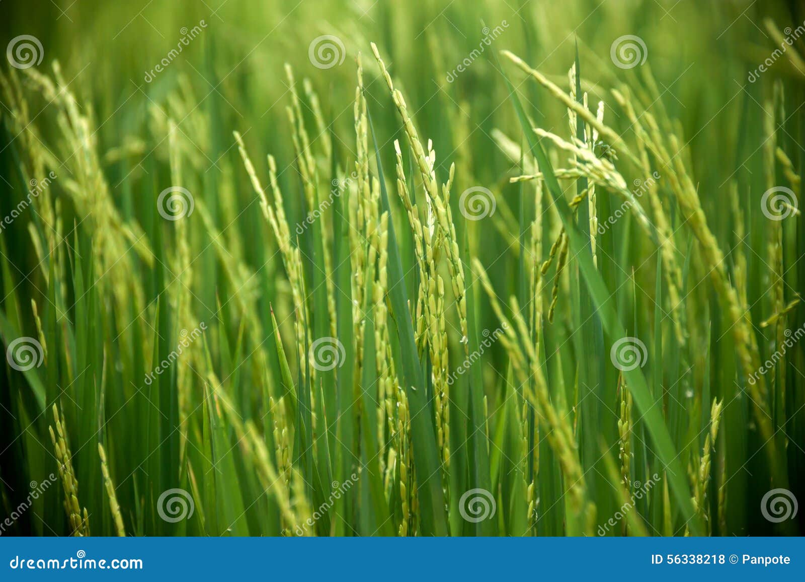 Paddy farm stock photo. Image of grass, seed, farming - 56338218