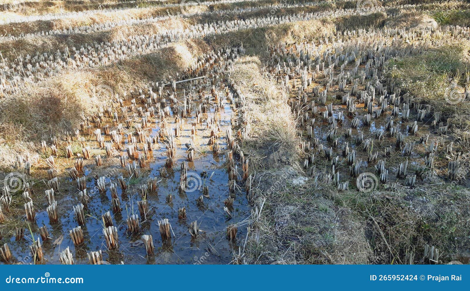 Paddy Farm Empty Rice Field Stock Photo - Image of pond, waterbird ...