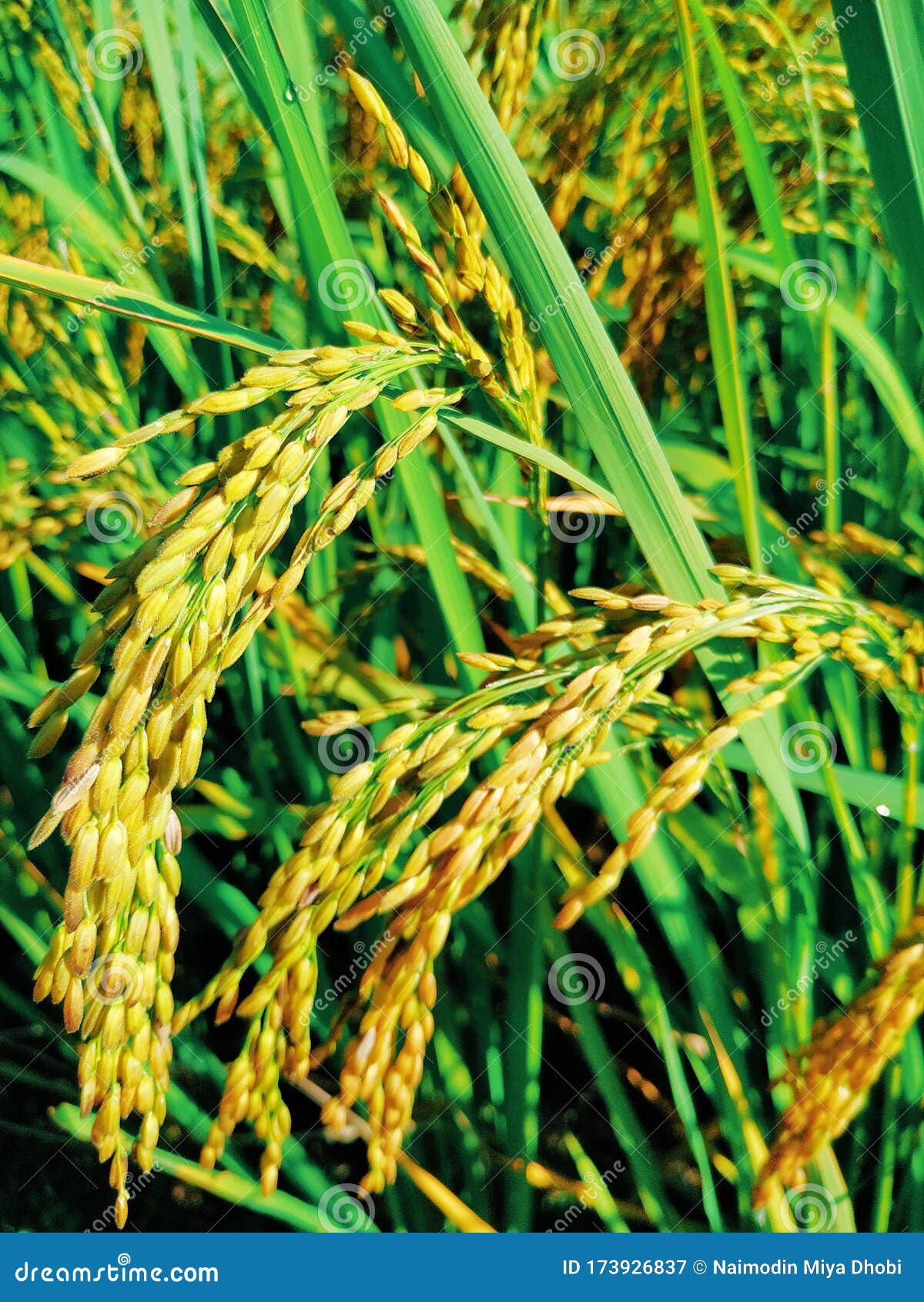 Paddy Farm in the Field Green Leaf Food Stock Image - Image of sunny ...