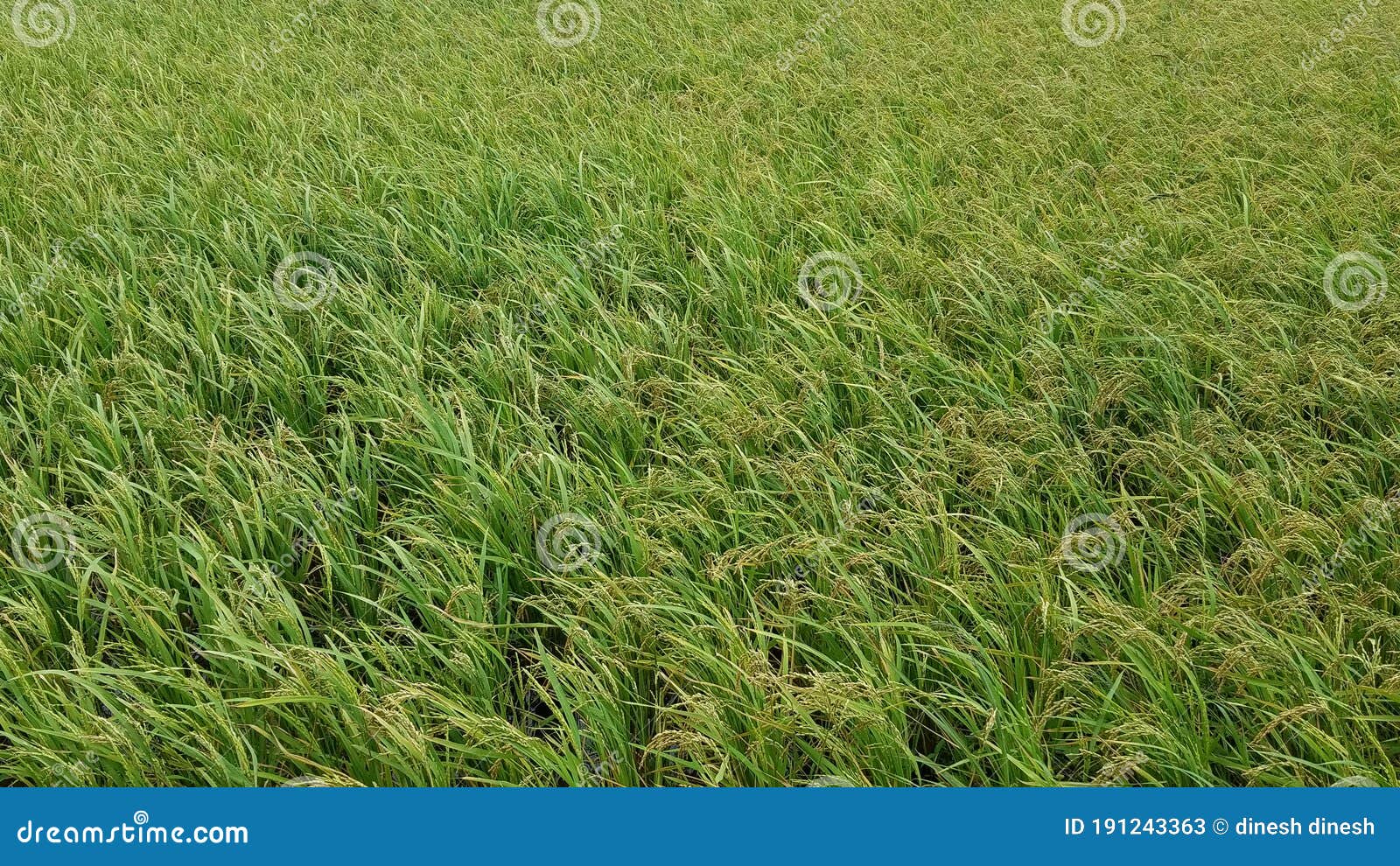 Paddy farm stock image. Image of wind, tree, cloud, nature - 191243363