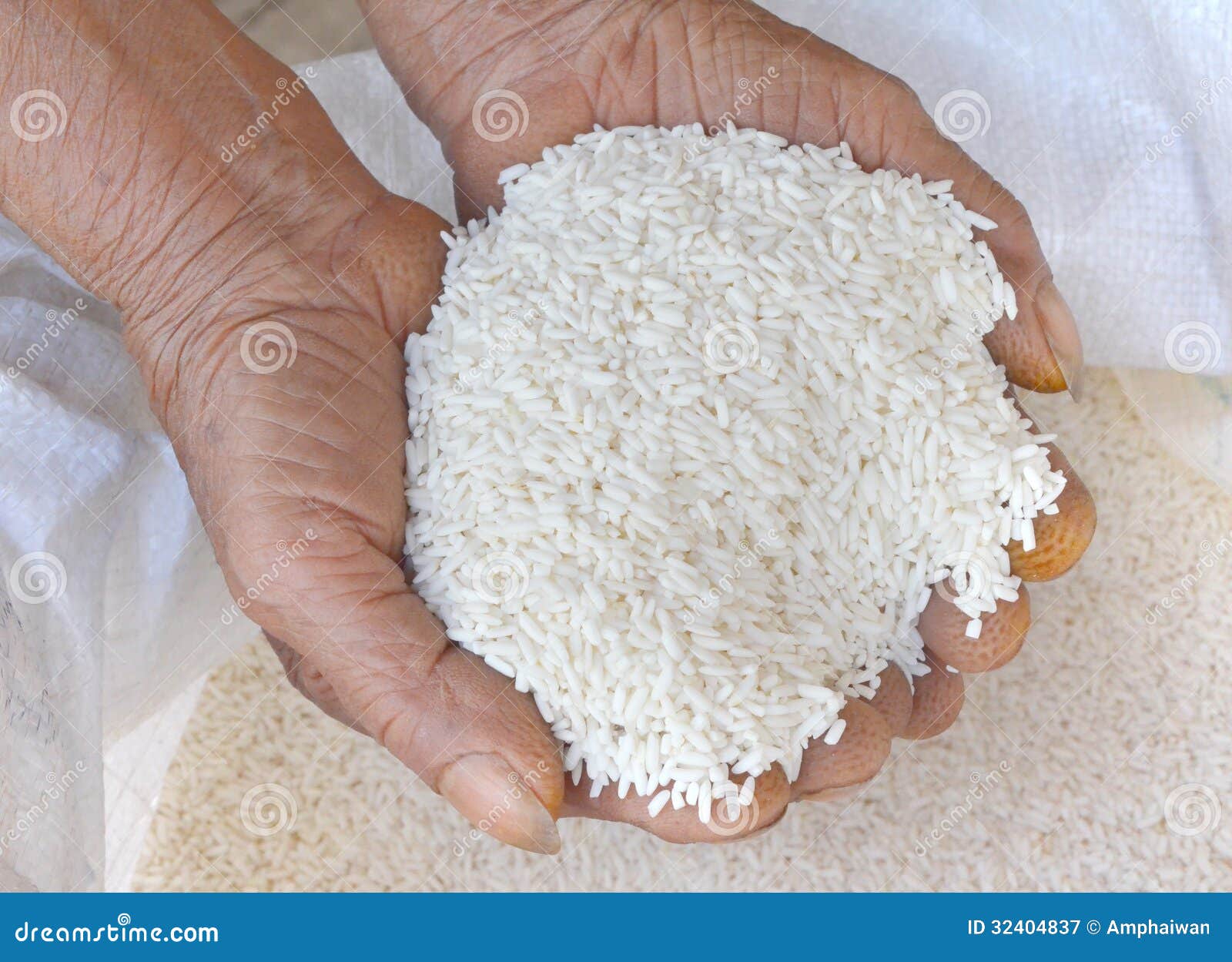 Paddy in farmer hand stock image. Image of help, hunger - 32404837