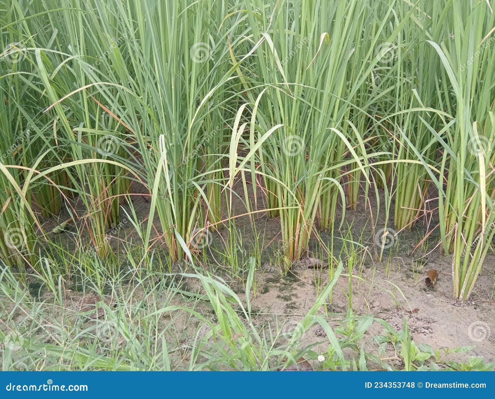 Paddy Farming Farmer Rice Plant Stock Photo - Image of plant, farmer ...