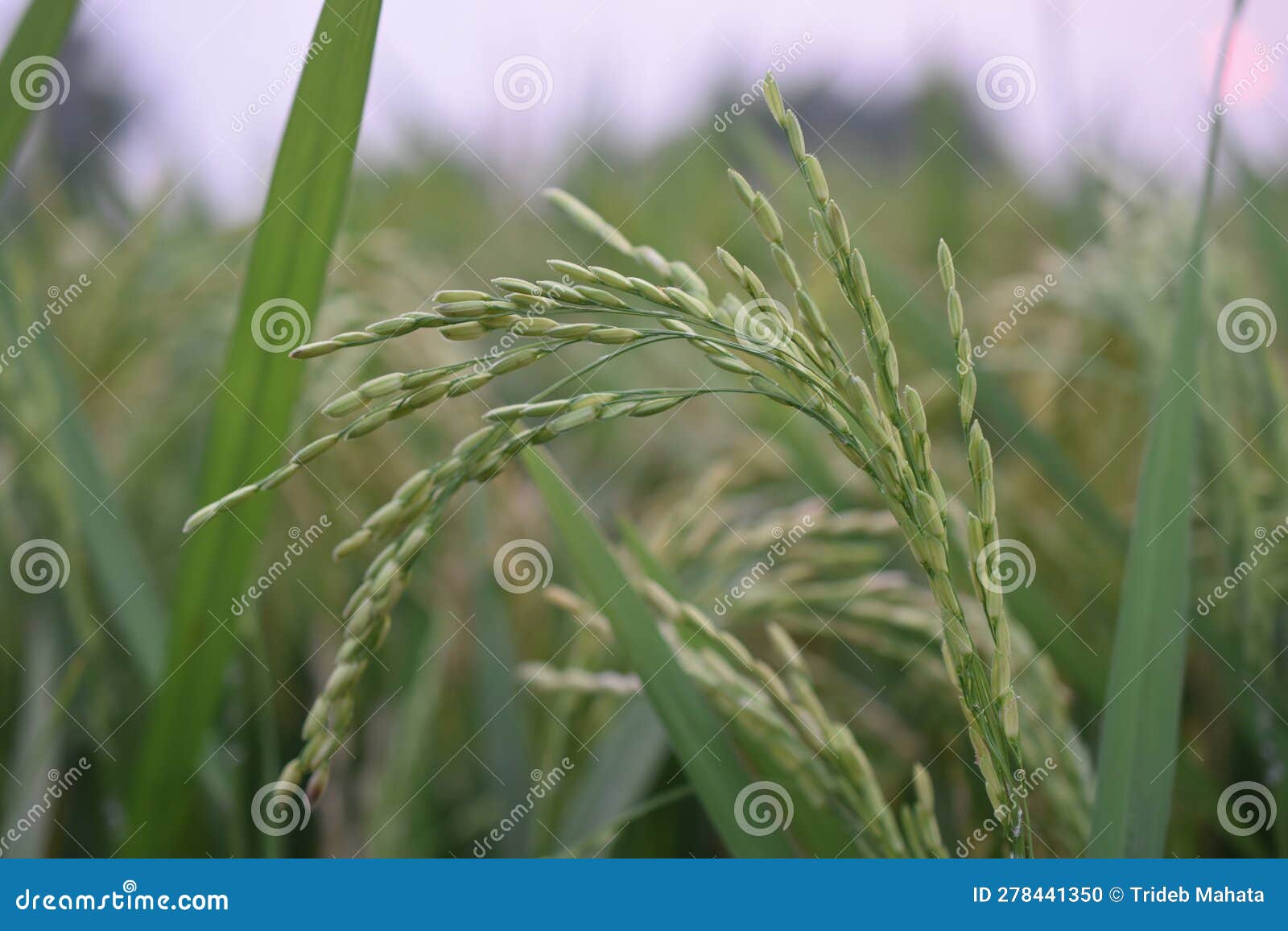 Paddy Farming in india stock photo. Image of soil, flower - 278441350