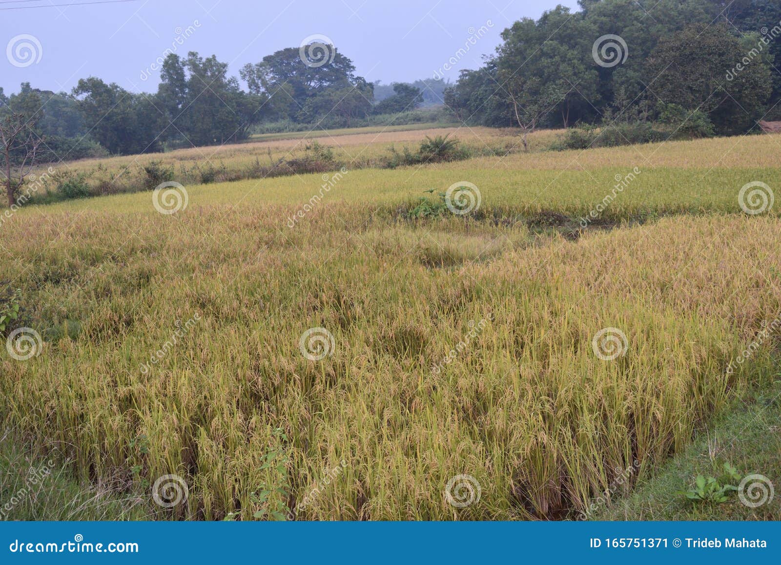 Paddy Farming Of India.Ready Paddy Crop. Most Popular Grain Of India ...