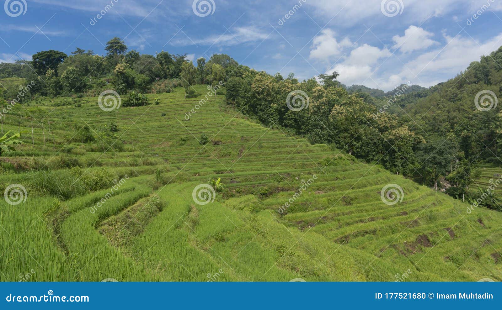 Paddy Farming Using the Terracing Method Stock Photo - Image of plant ...