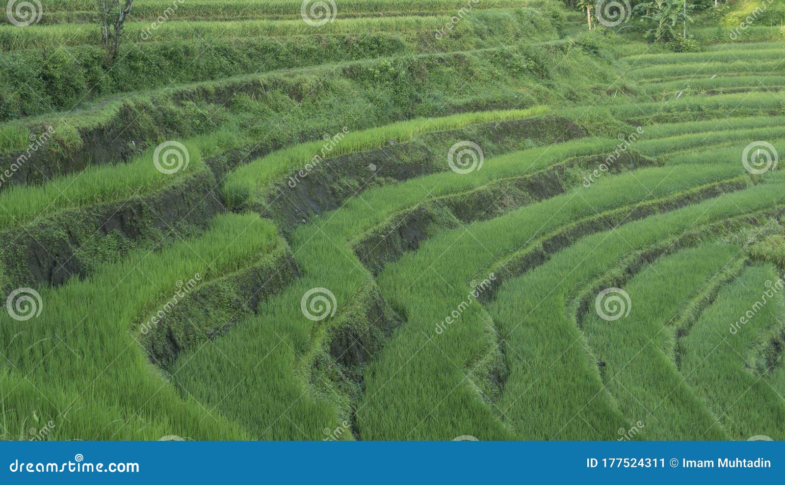 Paddy Farming Using the Terracing Method Stock Image - Image of ...