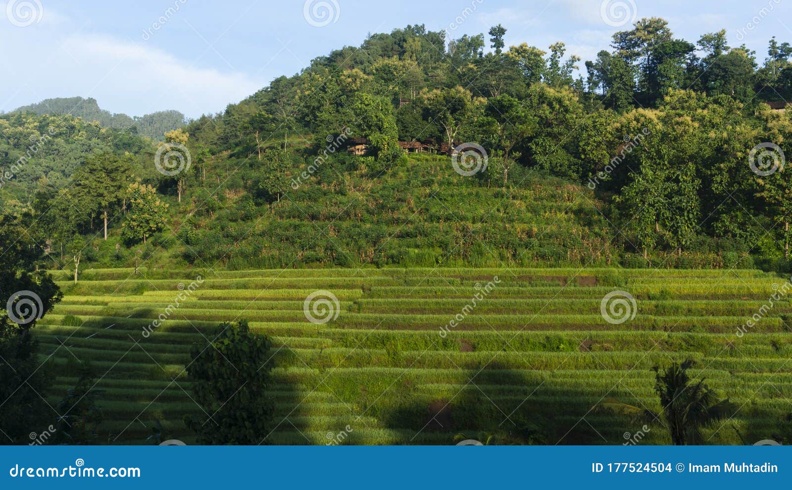 Paddy Farming Using the Terracing Method Stock Photo - Image of grass ...