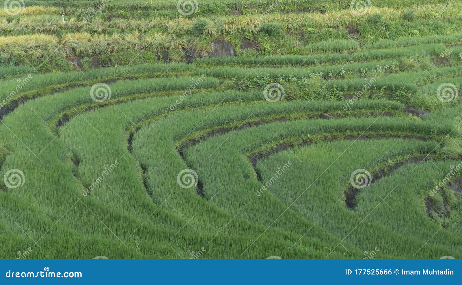 Paddy Farming Using the Terracing Method Stock Photo - Image of harvest ...