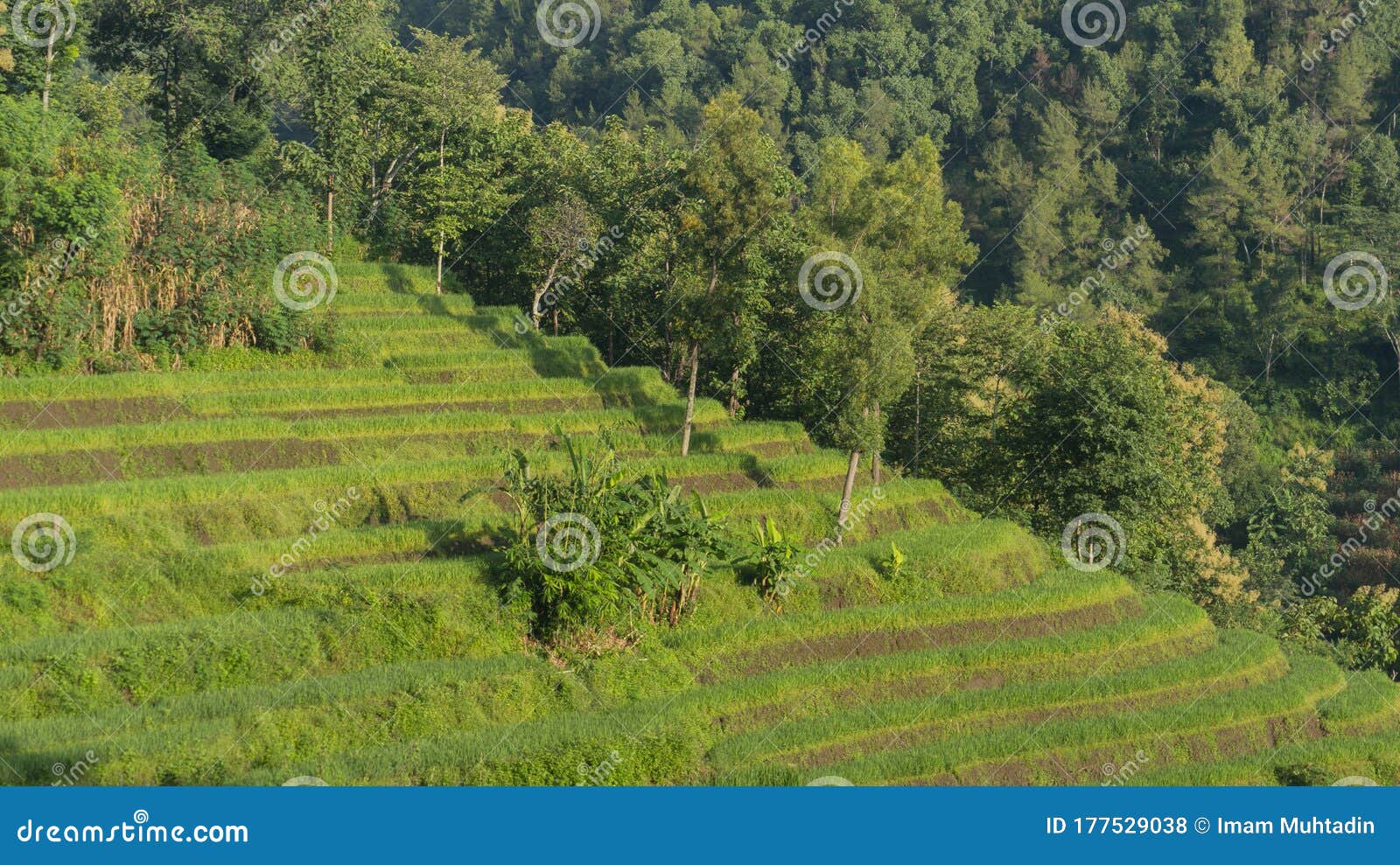 Paddy Farming Using the Terracing Method Stock Photo - Image of food ...