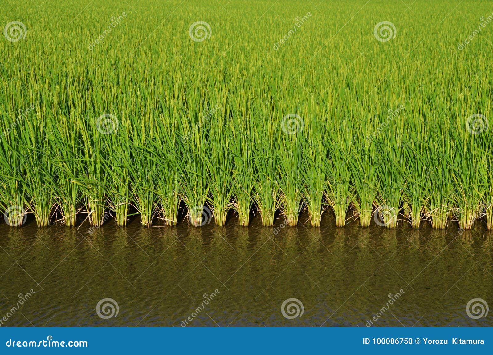 Paddy Field Quotes