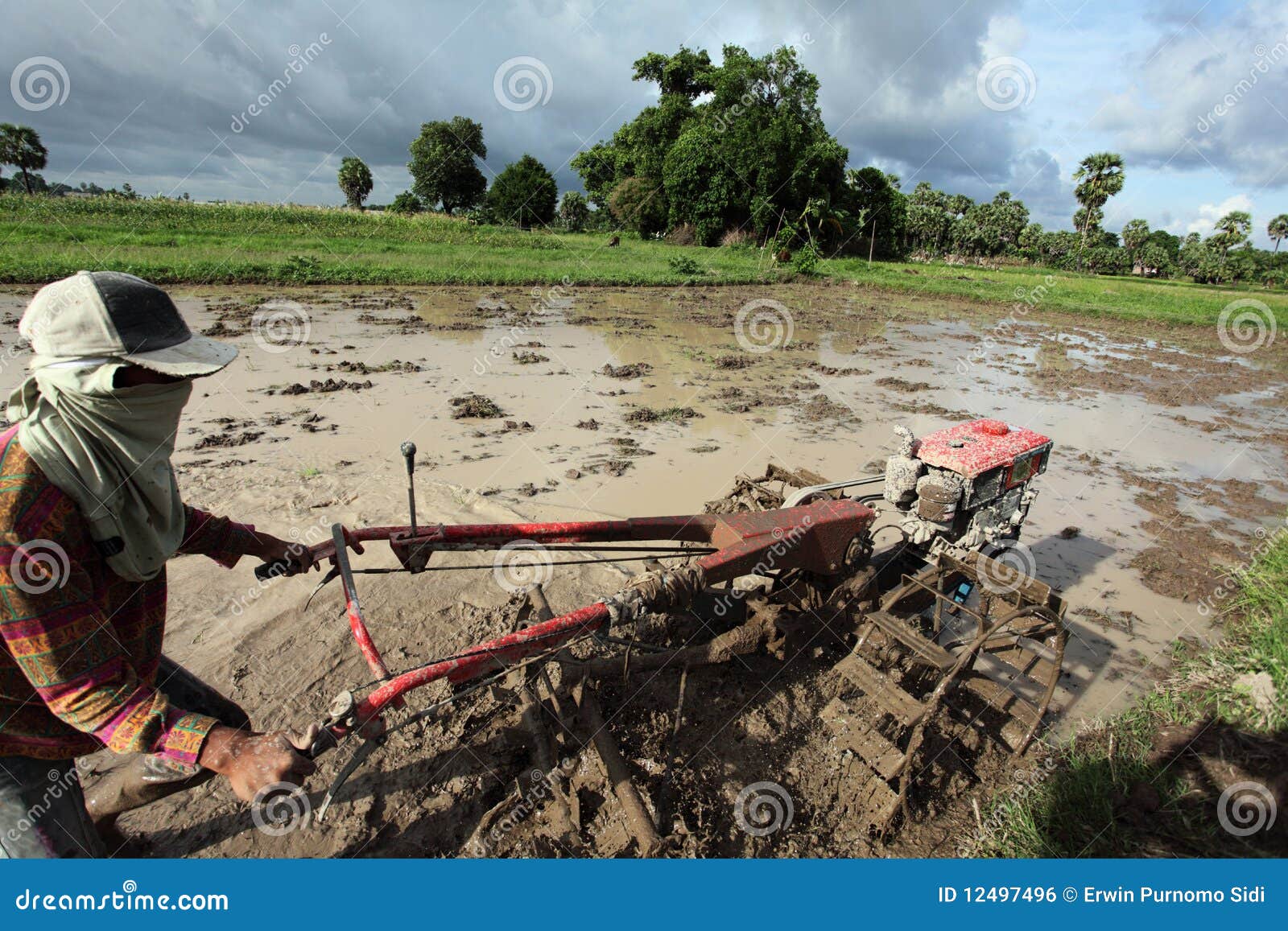 Paddy field stock photo. Image of landscape, field, rice - 12497496