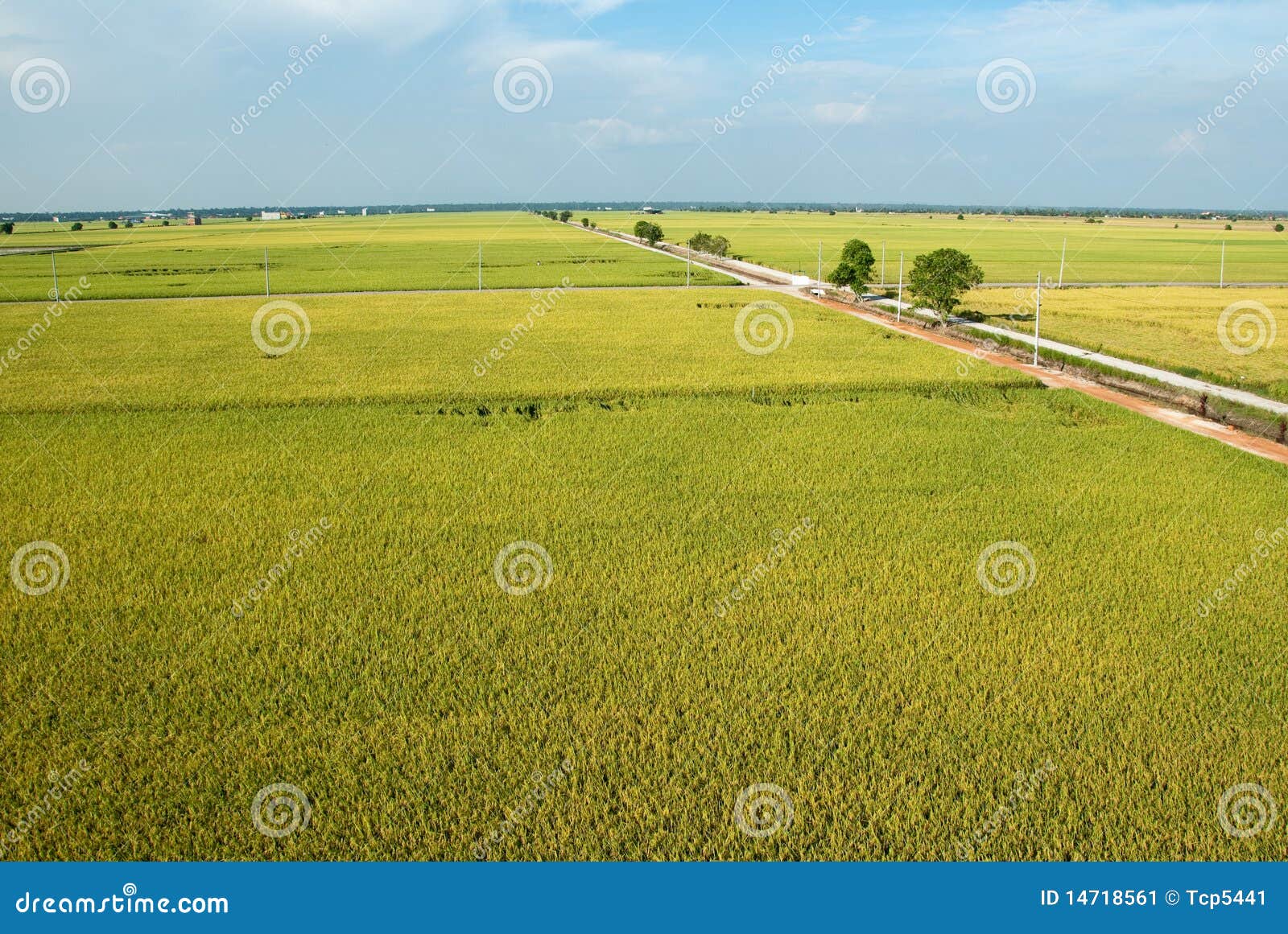 Paddy Field stock image. Image of wind, steppe, grass - 14718561