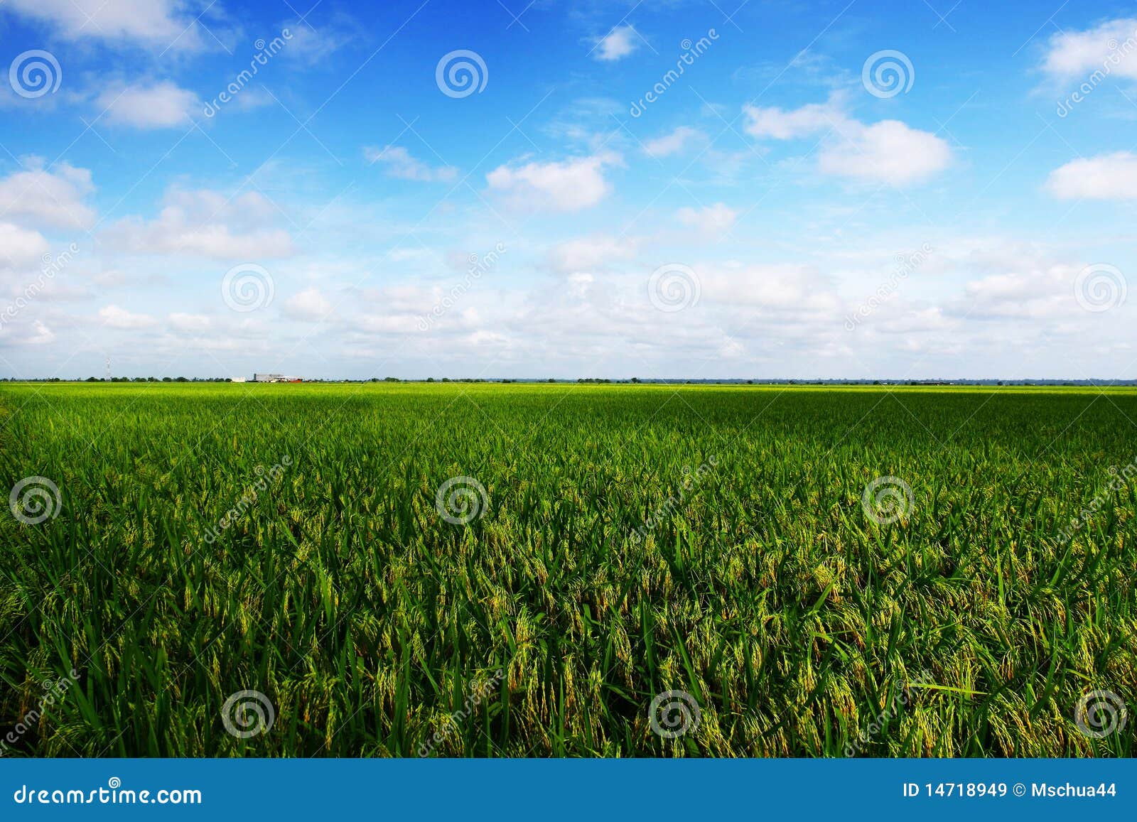 Paddy Field stock image. Image of paddy, country, countryside - 14718949