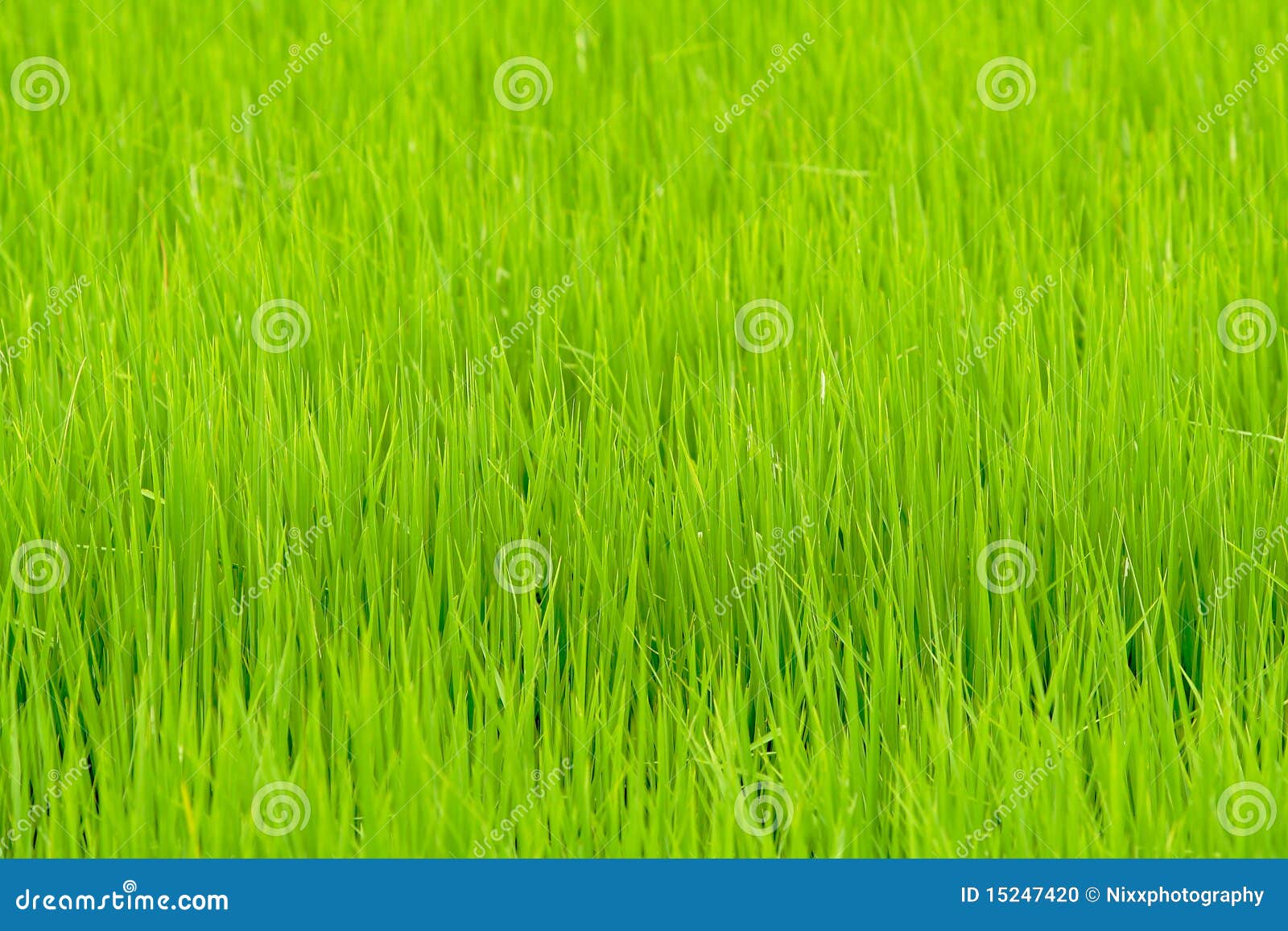 Paddy field stock photo. Image of landscape, grain, harvest - 15247420