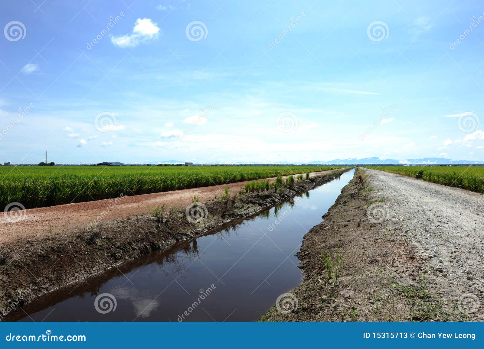 Paddy Field stock image. Image of views, scene, sight - 15315713