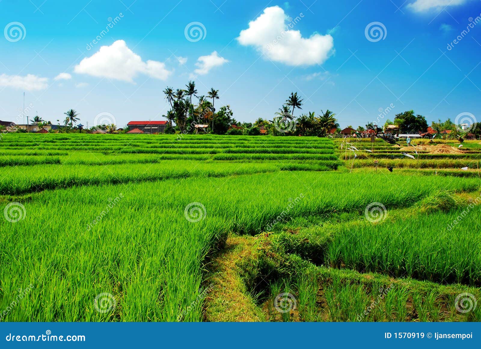 Paddy field stock image. Image of food, cultivate, climate - 1570919