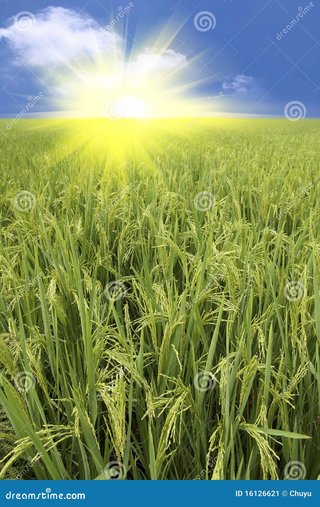 Paddy field stock image. Image of outdoors, background - 16126621
