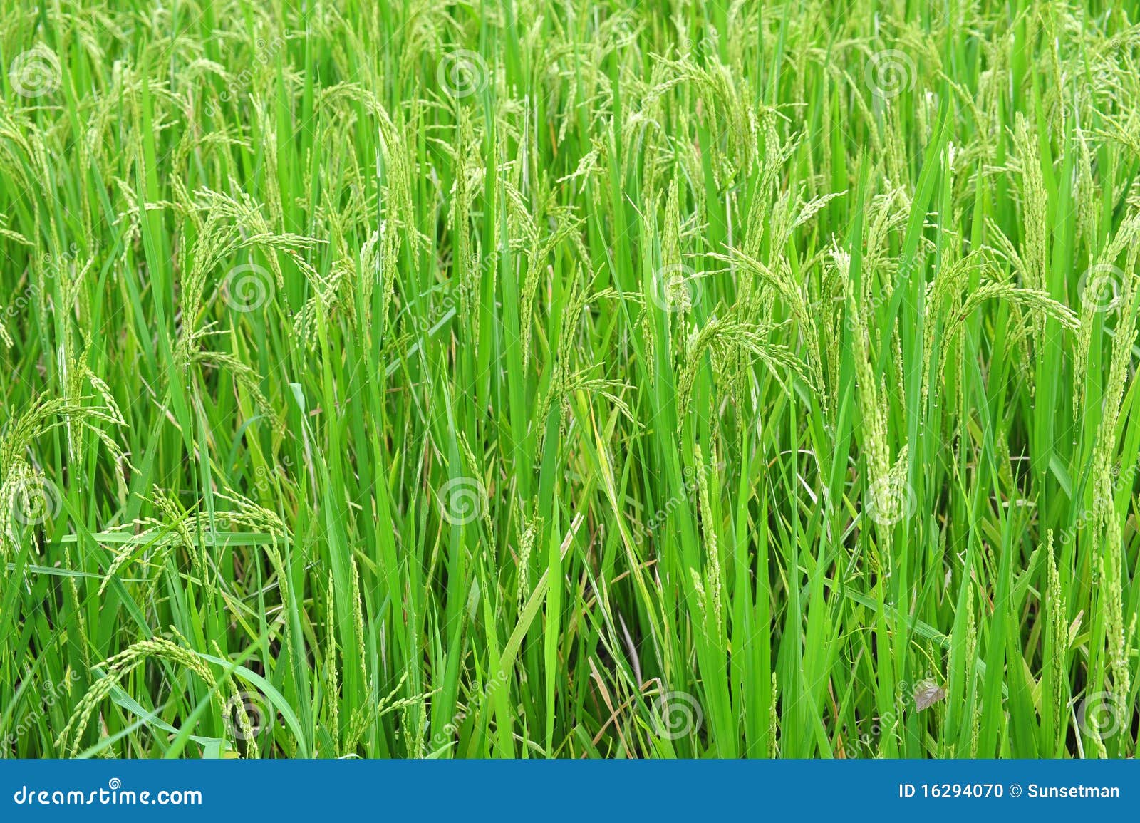 Paddy Field stock photo. Image of green, countryside - 16294070