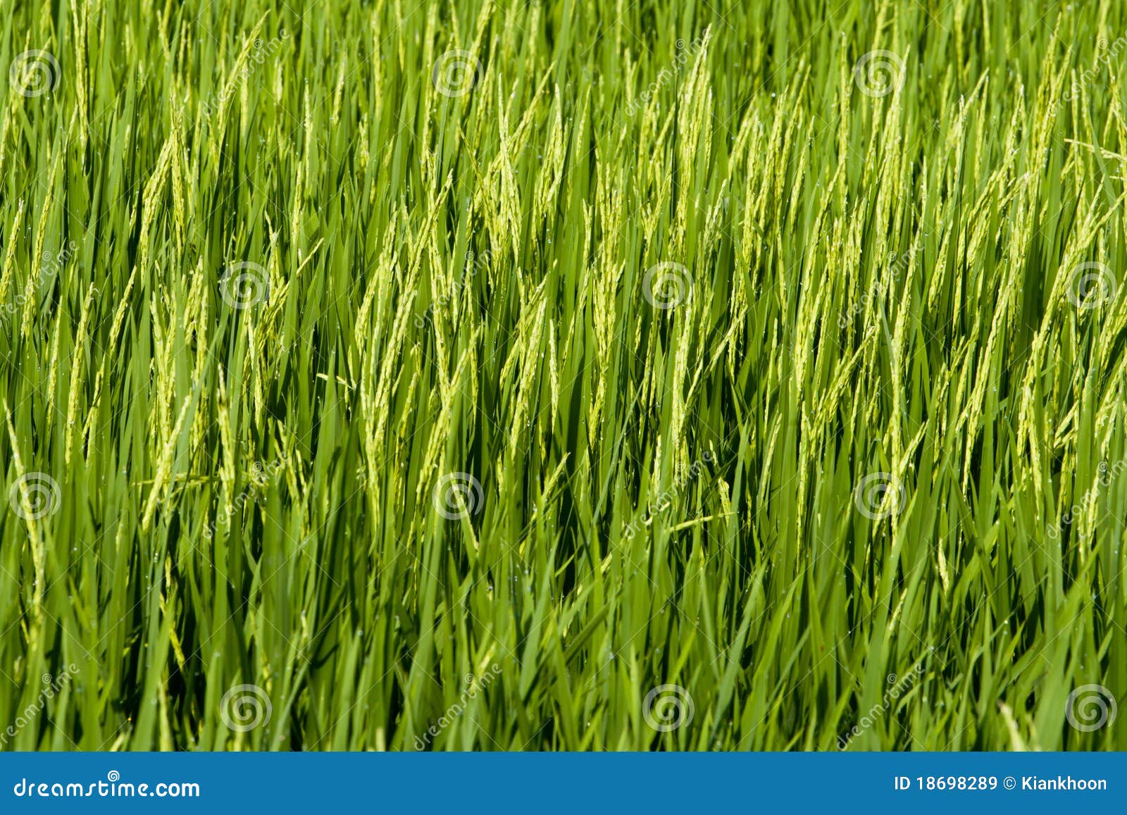 Paddy Field stock image. Image of plant, cereal, asian - 18698289