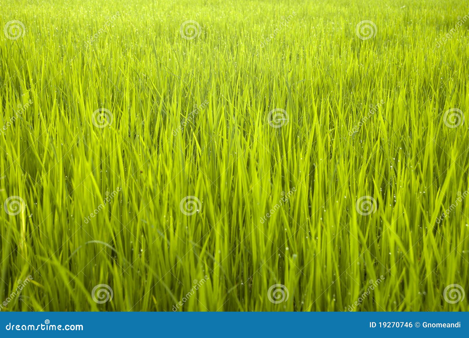 Paddy field stock photo. Image of countryside, beautiful - 19270746