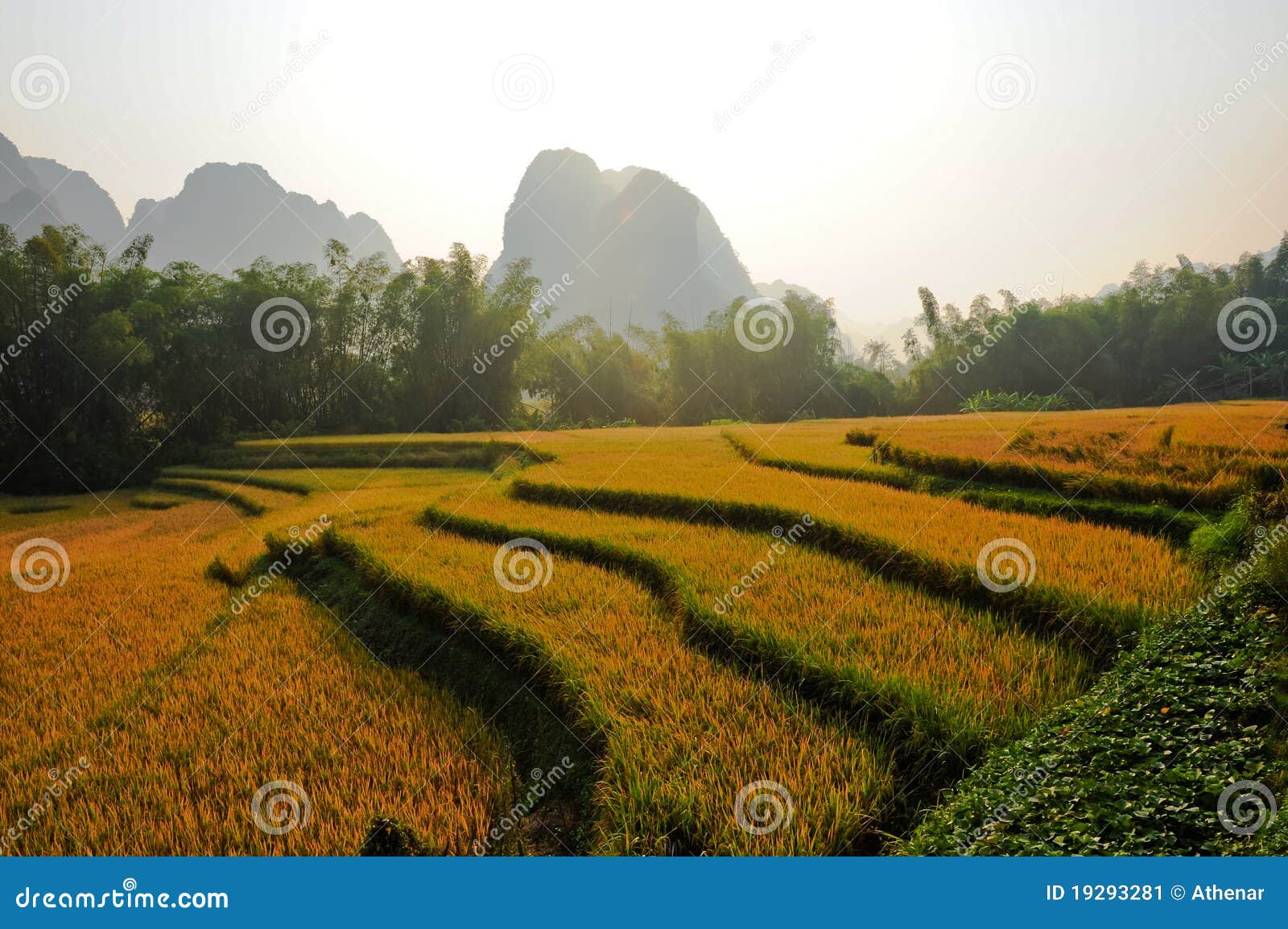 Paddy field stock image. Image of farmland, dawn, farm - 19293281