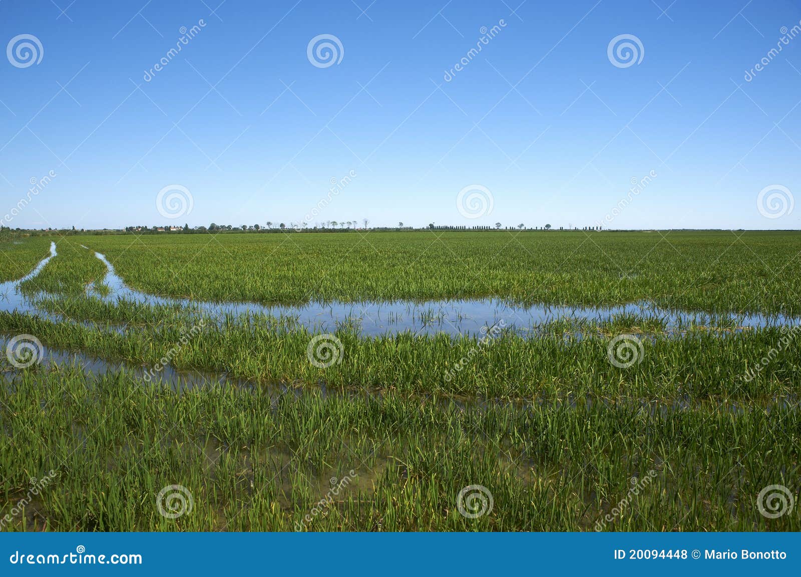 Paddy field stock photo. Image of rice, farm, crop, land - 20094448