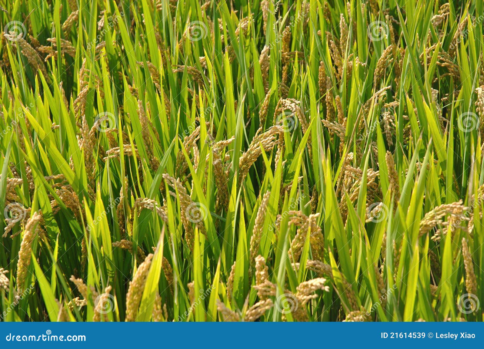 Paddy field stock image. Image of green, paddy, late - 21614539