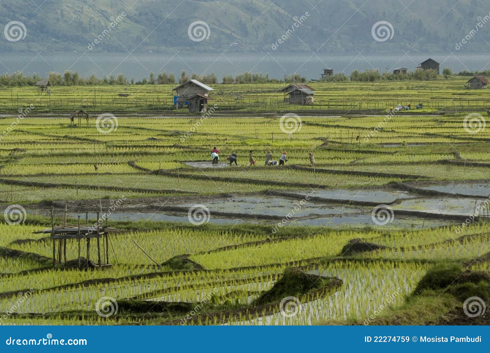 Paddy field stock image. Image of paddy, ripe, crop, agriculture - 22274759