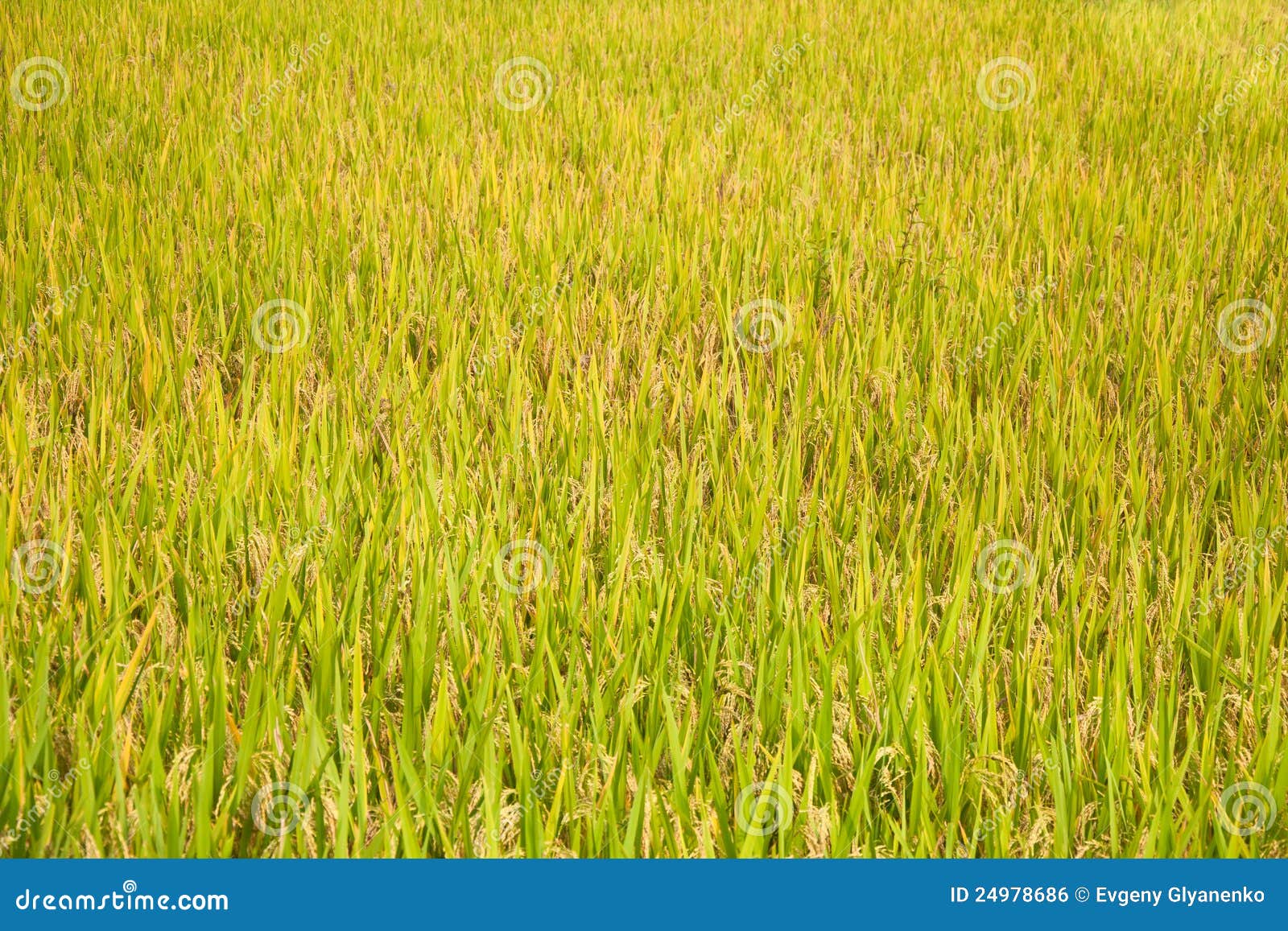 Paddy Field stock photo. Image of field, plant, green - 24978686
