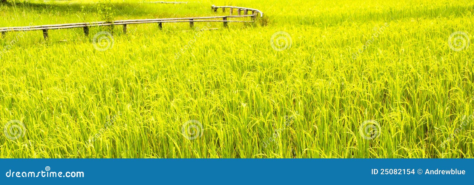 Paddy Field stock photo. Image of earth, food, growing - 25082154