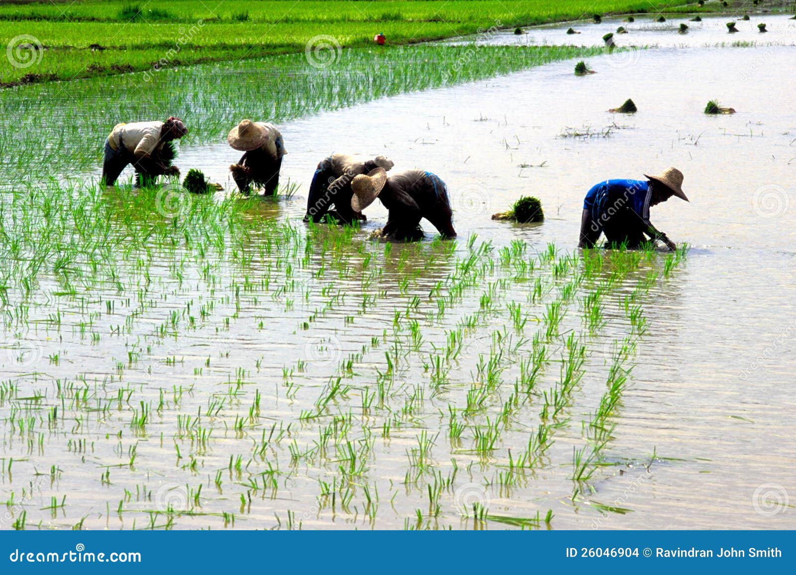 A Paddy Field editorial stock image. Image of work, southeast - 26046904