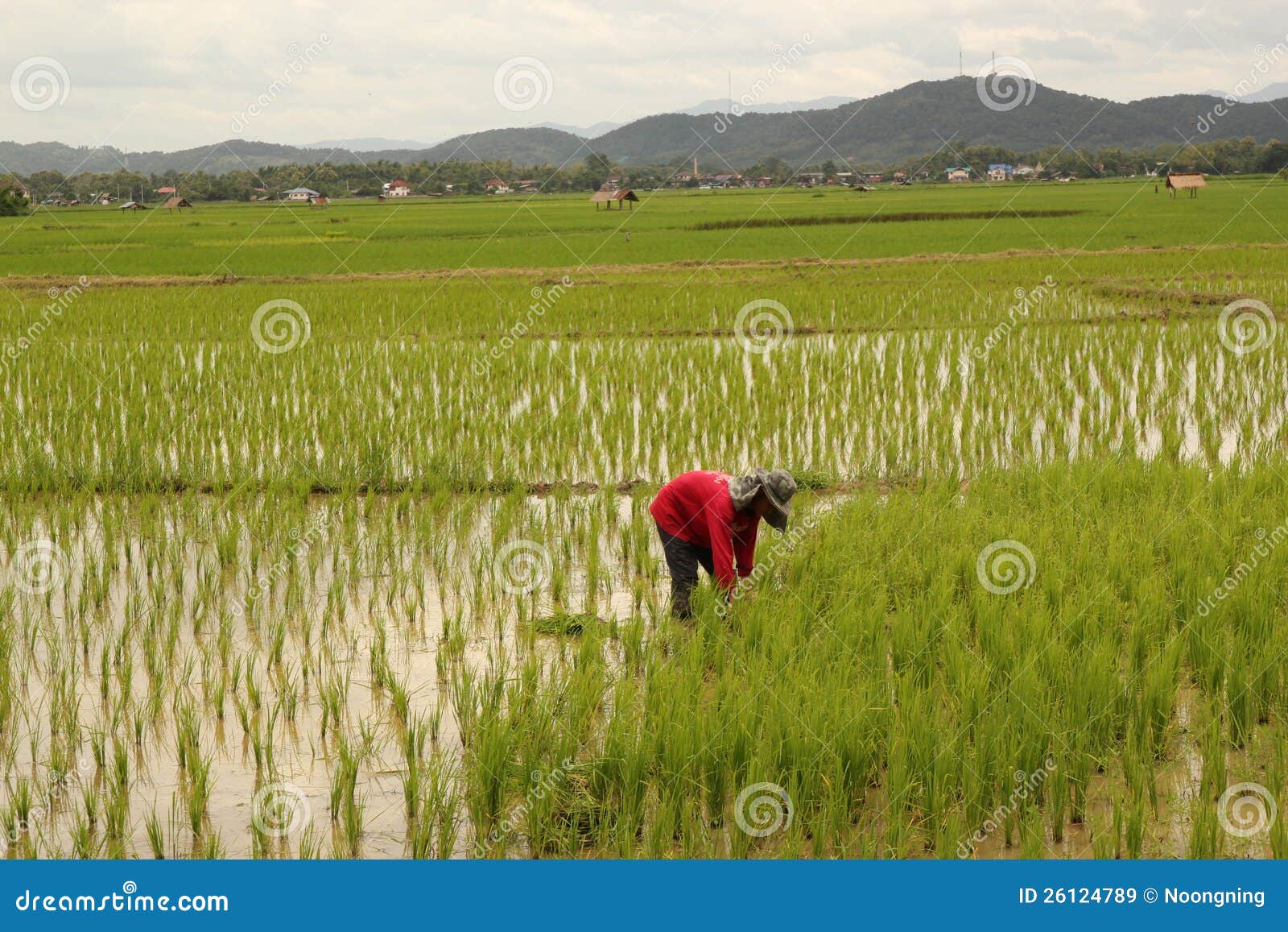 Paddy field stock image. Image of water, rice, thailand - 26124789