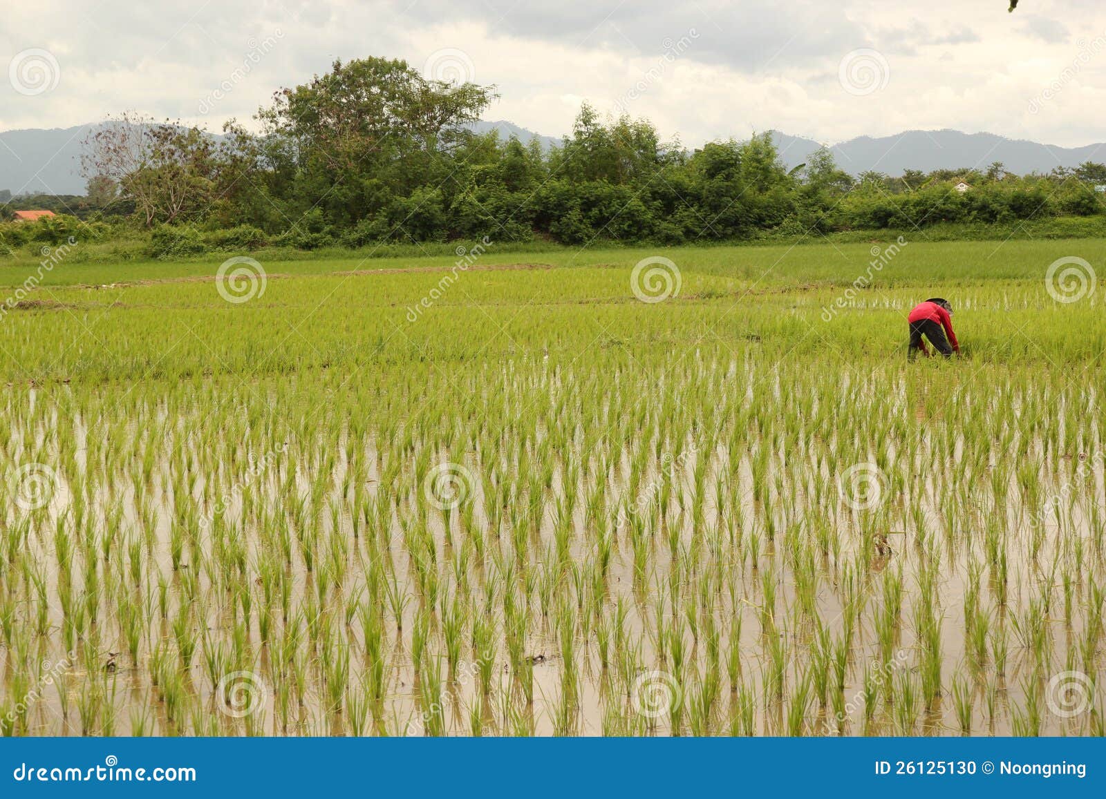 Paddy field stock photo. Image of grassland, phrae, plain - 26125130