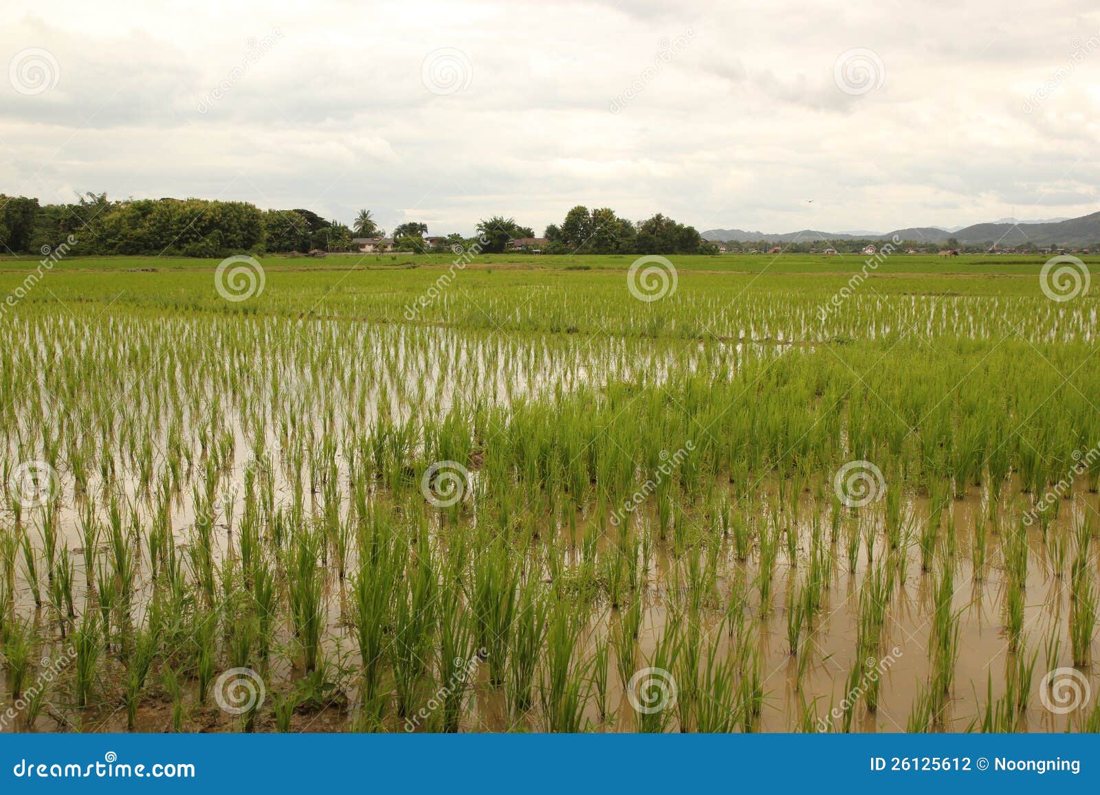 Paddy field stock photo. Image of rice, phrae, chaehaeng - 26125612