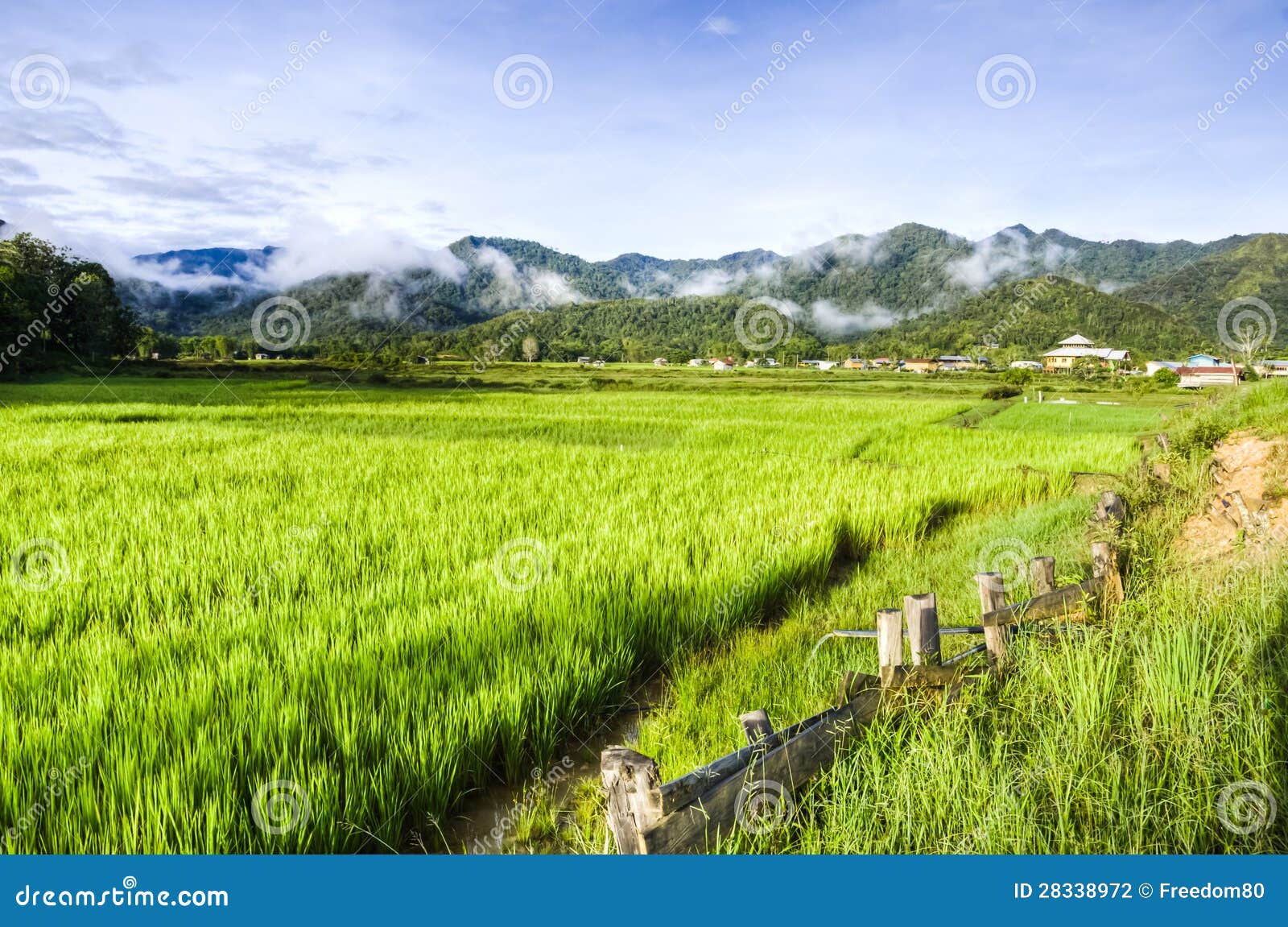 Paddy field stock photo. Image of green, house, sawah - 28338972