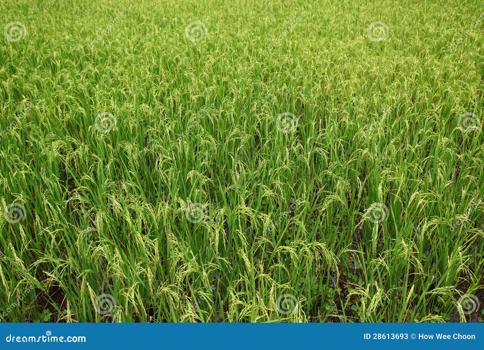 Paddy field stock image. Image of background, gold, country - 28613693