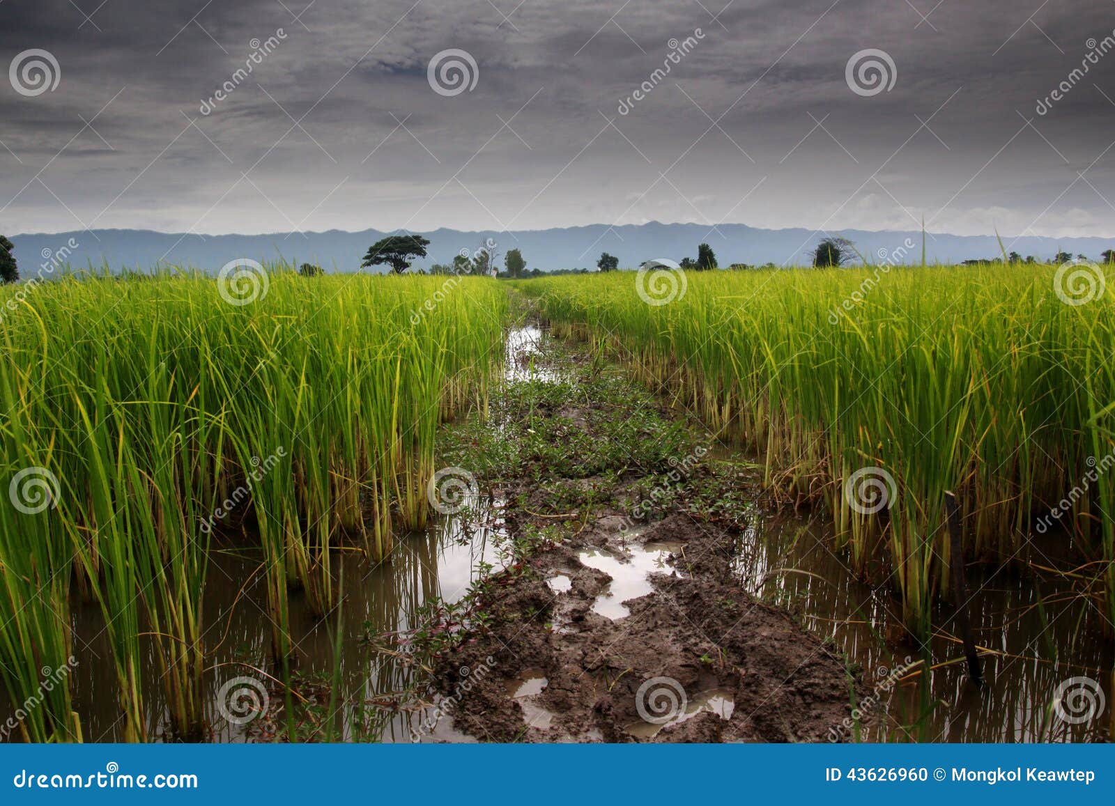 Paddy Field foto de stock. Imagem de marco, névoa, crescimento - 43626960