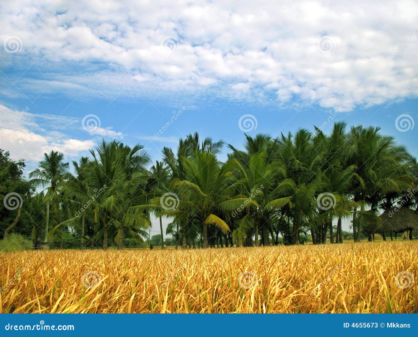 Paddy Field With Blue Sky 02 Royalty-Free Stock Image | CartoonDealer ...