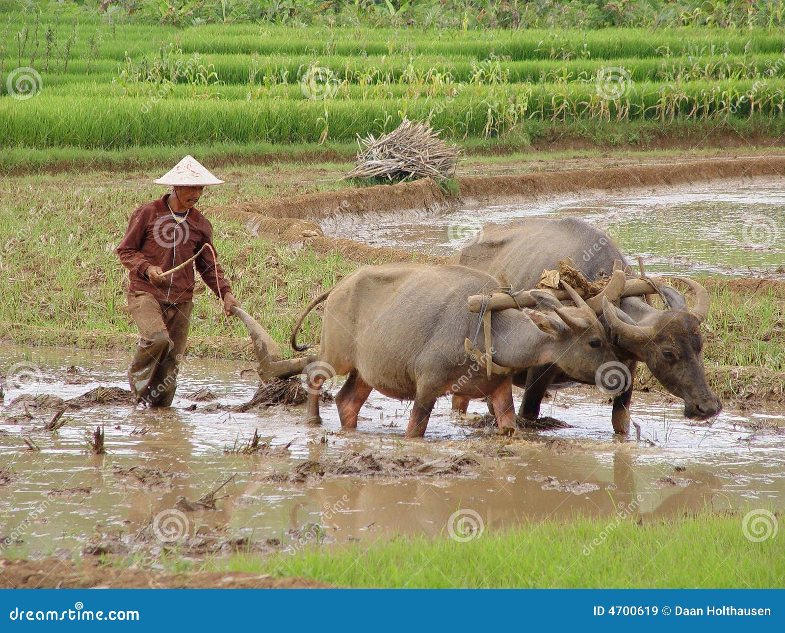 On the Paddy-field editorial stock image. Image of farm - 4700619