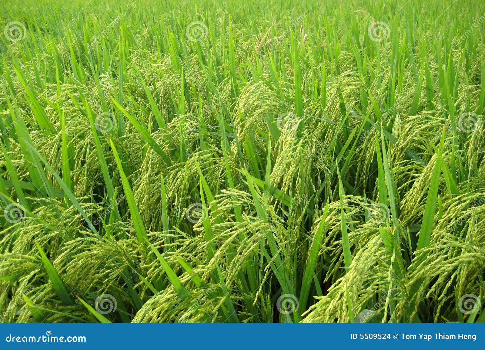 Paddy Field Picture. Image: 5509524