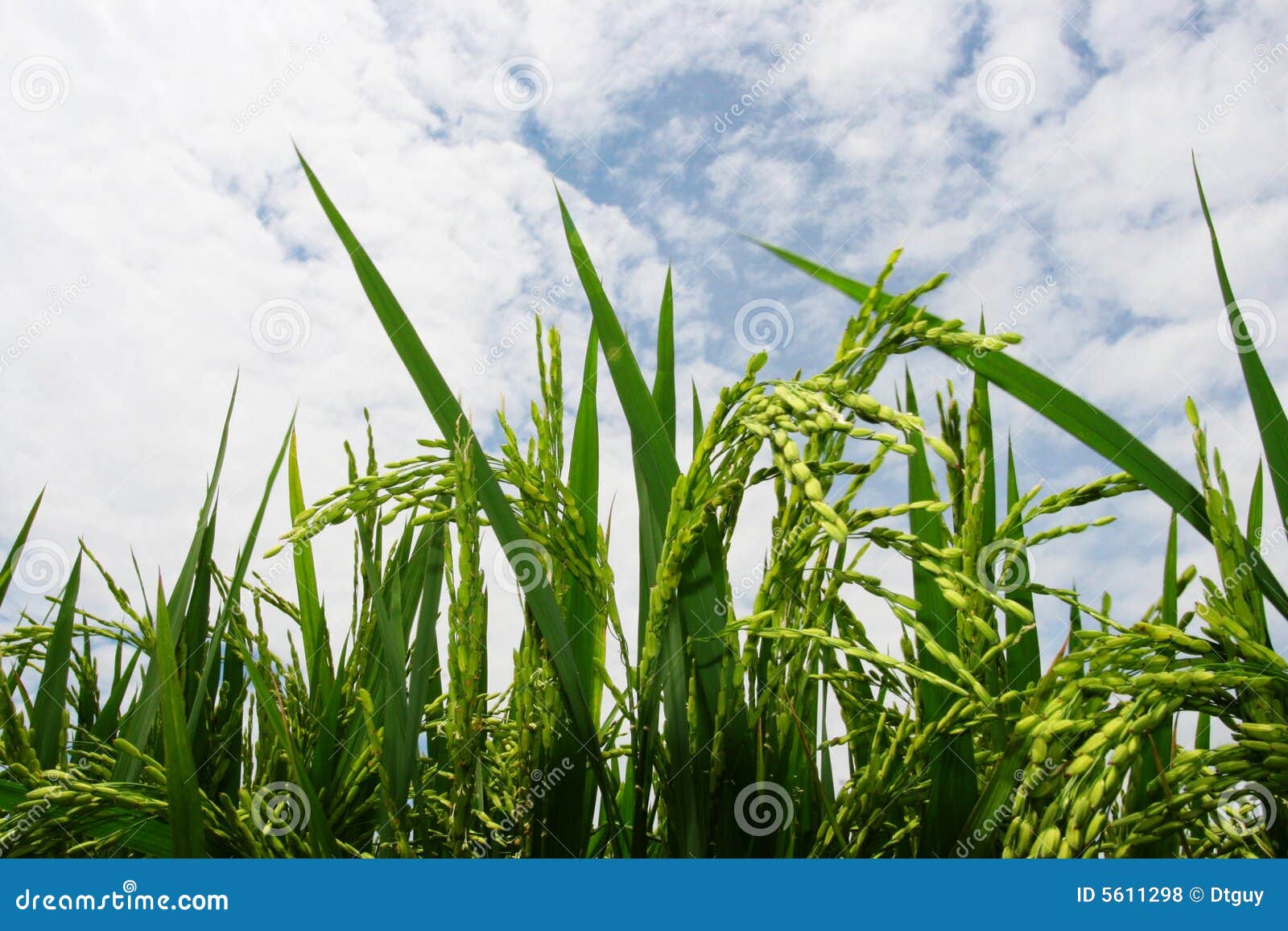 Paddy field stock photo. Image of farm, crop, plant, supplies - 5611298