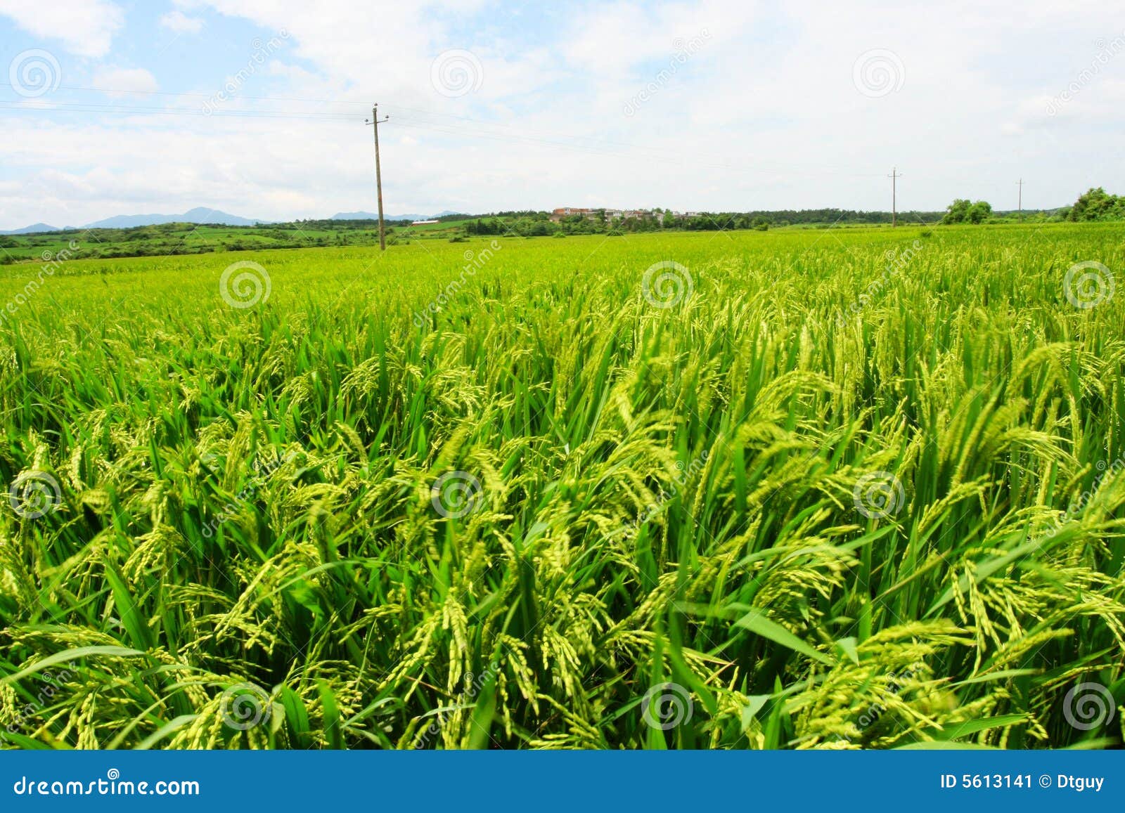 Paddy field stock image. Image of south, paddy, grass - 5613141