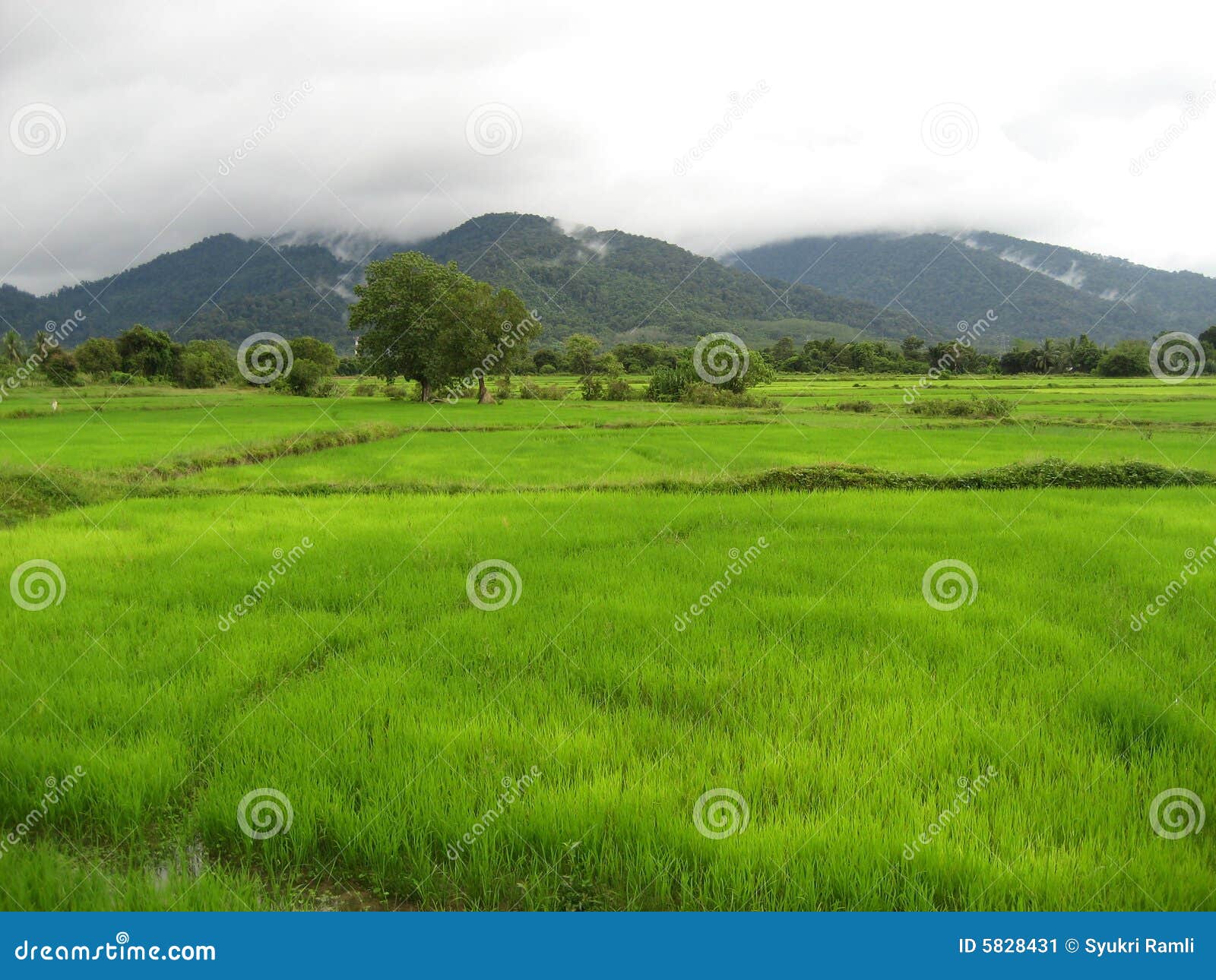 Paddy field stock image. Image of paddy, view, langkawi - 5828431