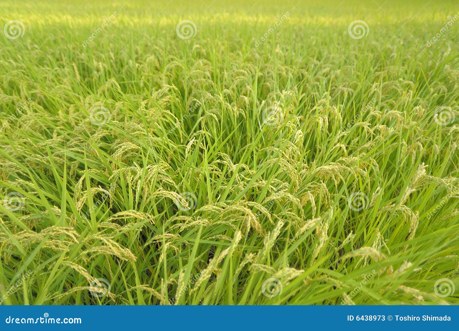 Paddy field stock image. Image of healthy, harmony, autumn - 6438973