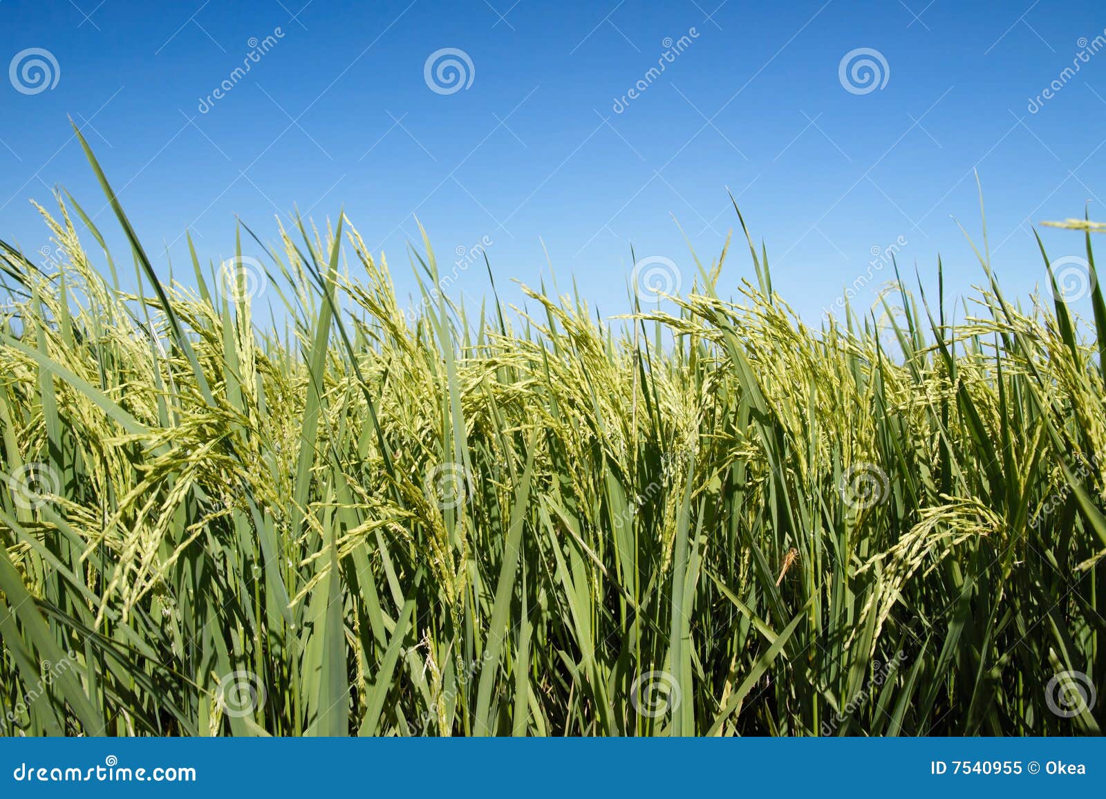Paddy field stock image. Image of field, sunny, outdoors - 7540955