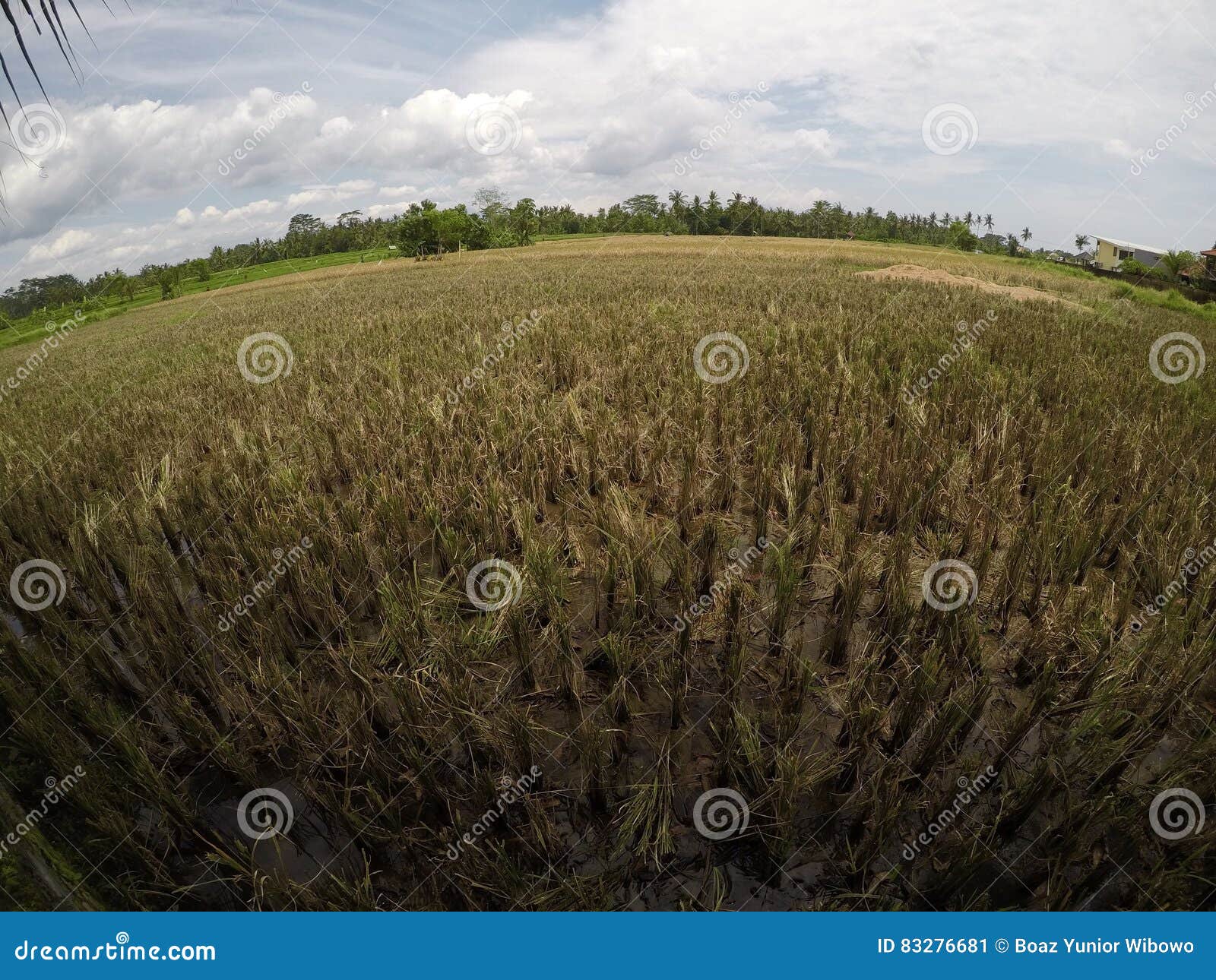 Paddy Field immagine stock. Immagine di risaia, tropicale - 83276681