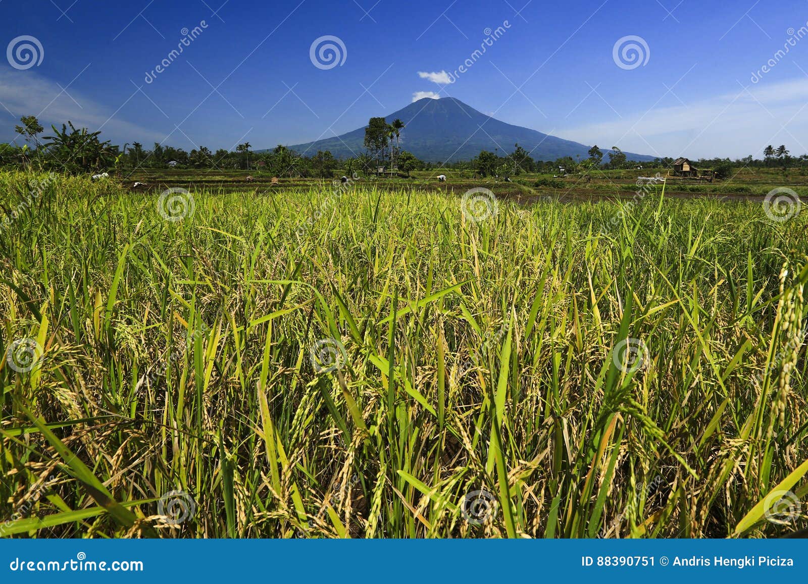 Paddy Field stock afbeelding. Image of prachtig, mooi - 88390751