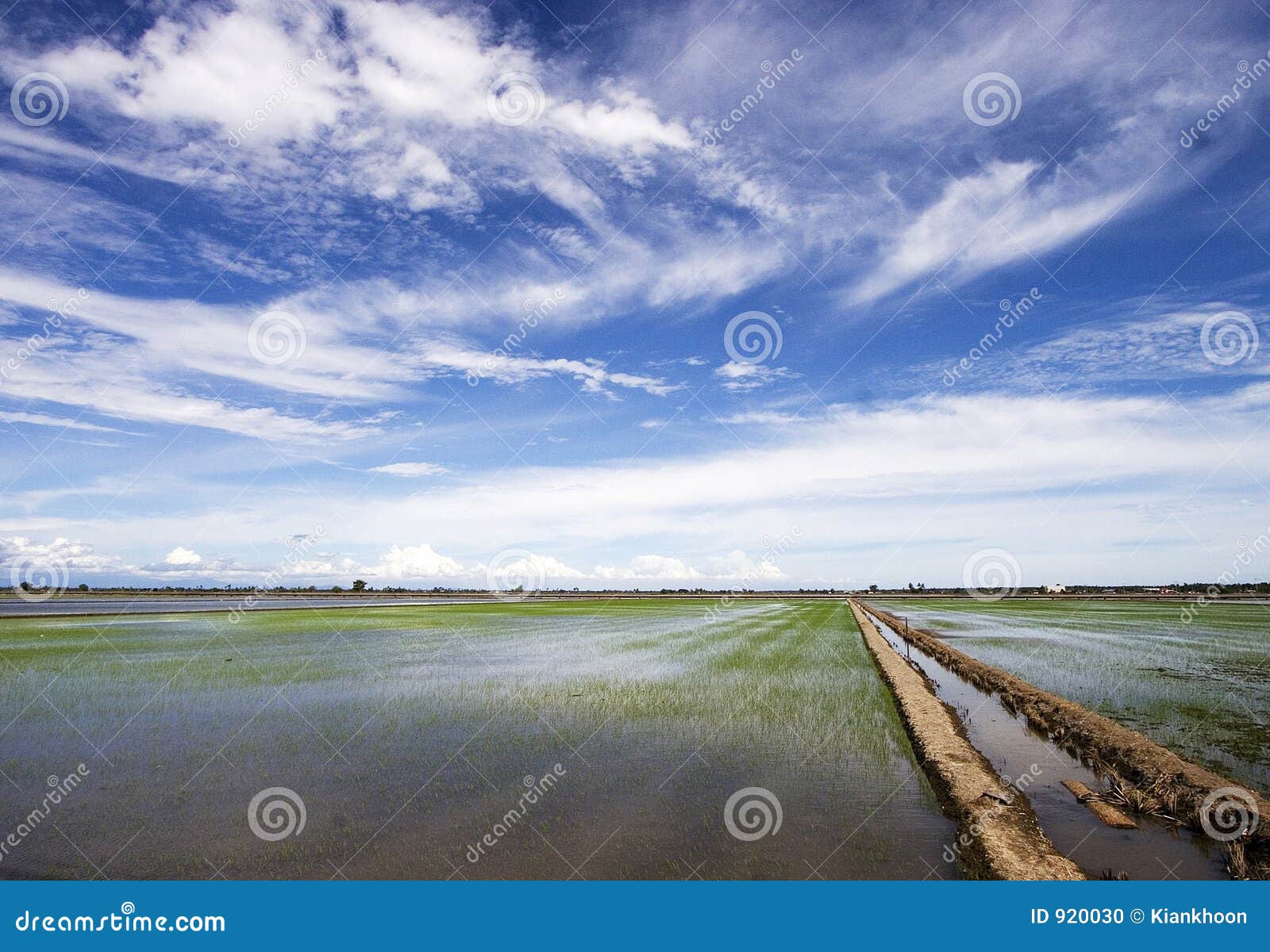 Paddy Field stock photo. Image of malaysia, expedition - 920030