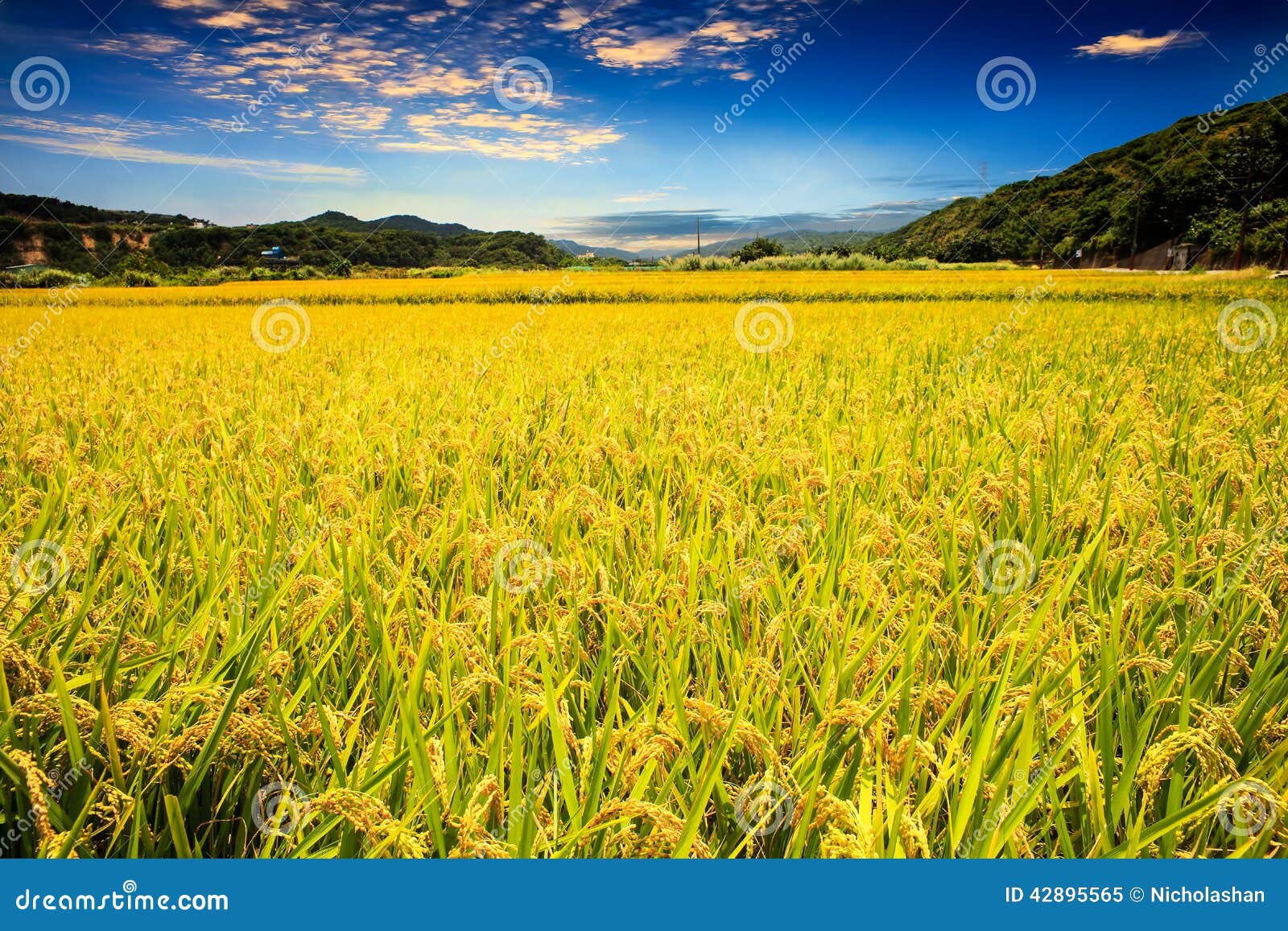 Paddy Field Stock Photo - Image: 42895565